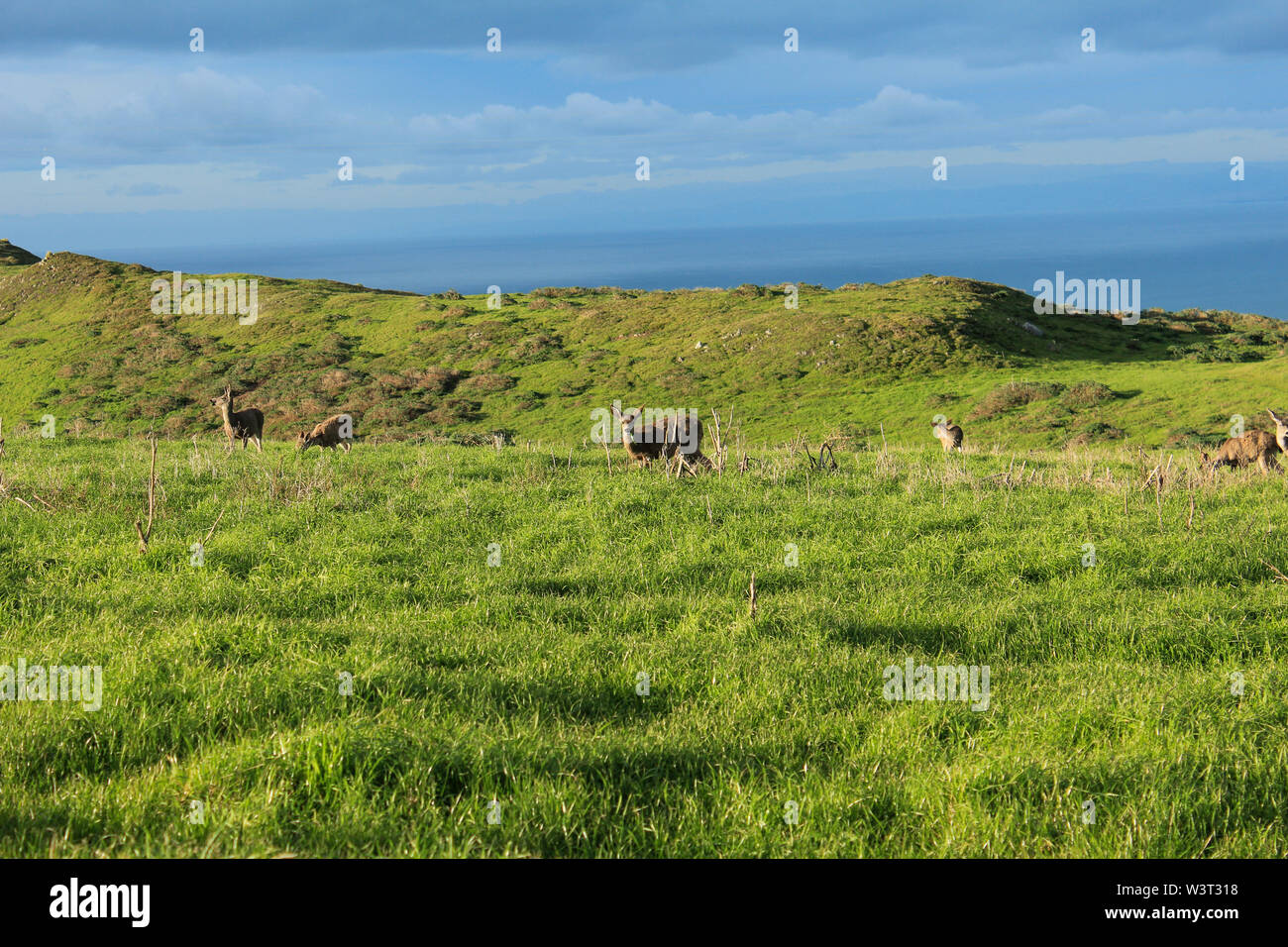Point Reyes National Seashore, Marin County, California Stock Photo - Alamy