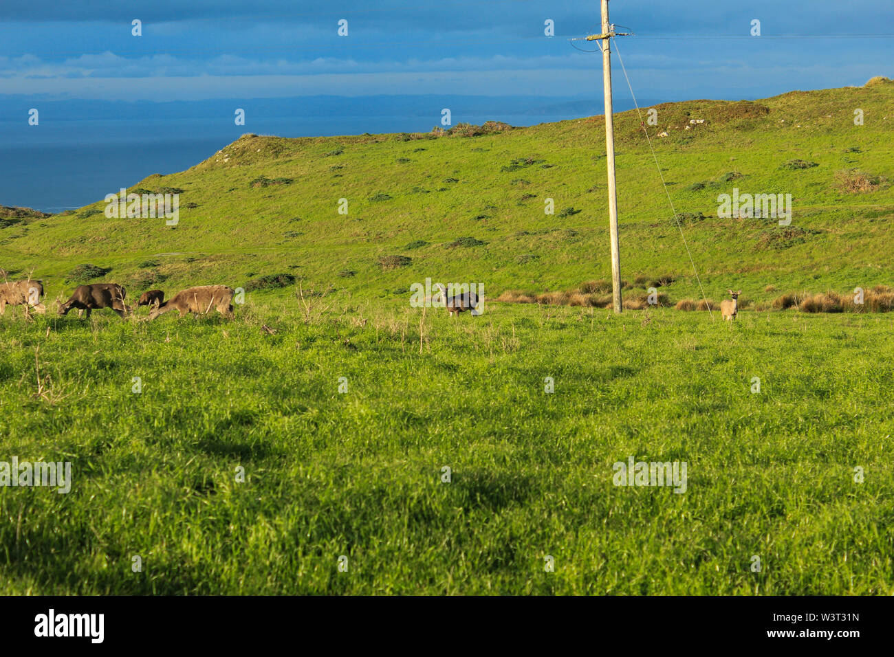 Point Reyes National Seashore, Marin County, California Stock Photo - Alamy