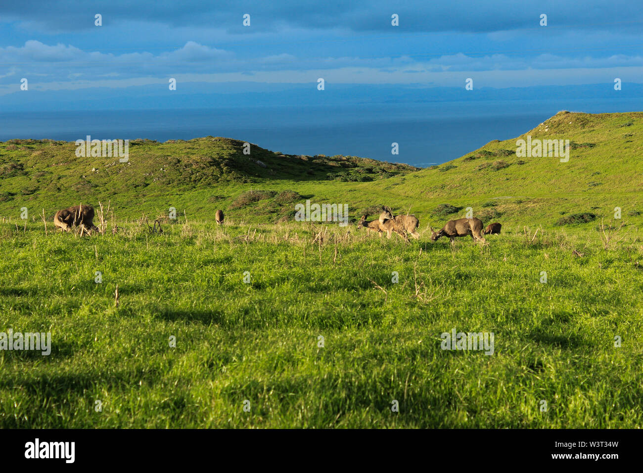 Point Reyes National Seashore, Marin County, California Stock Photo - Alamy