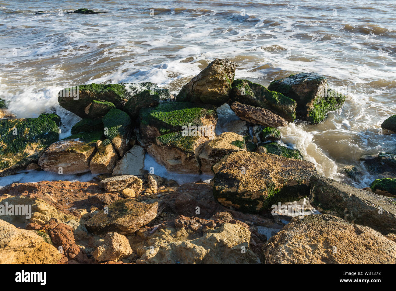 Stones covered with green algae on the Black Sea coast near the village ...