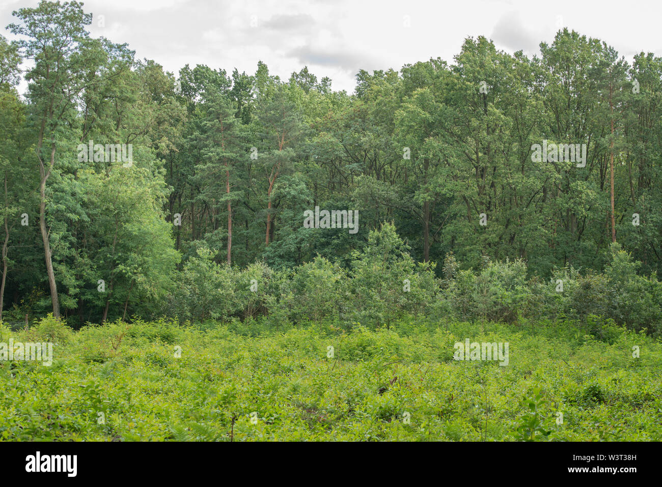 Deciduous forest summer hi-res stock photography and images - Alamy