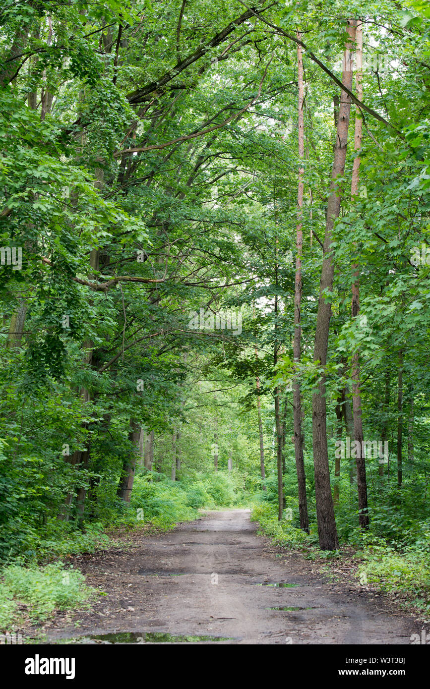 Deciduous forest summer hi-res stock photography and images - Alamy