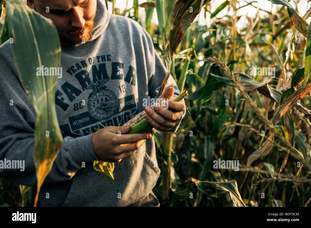 Corn field with workers america hi-res stock photography and images - Alamy