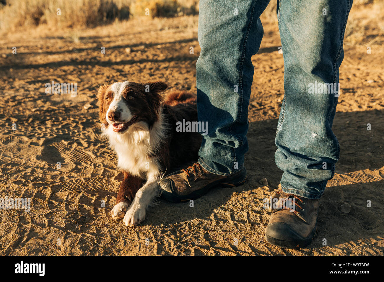 Cowboy with border collie hi-res stock photography and images - Alamy