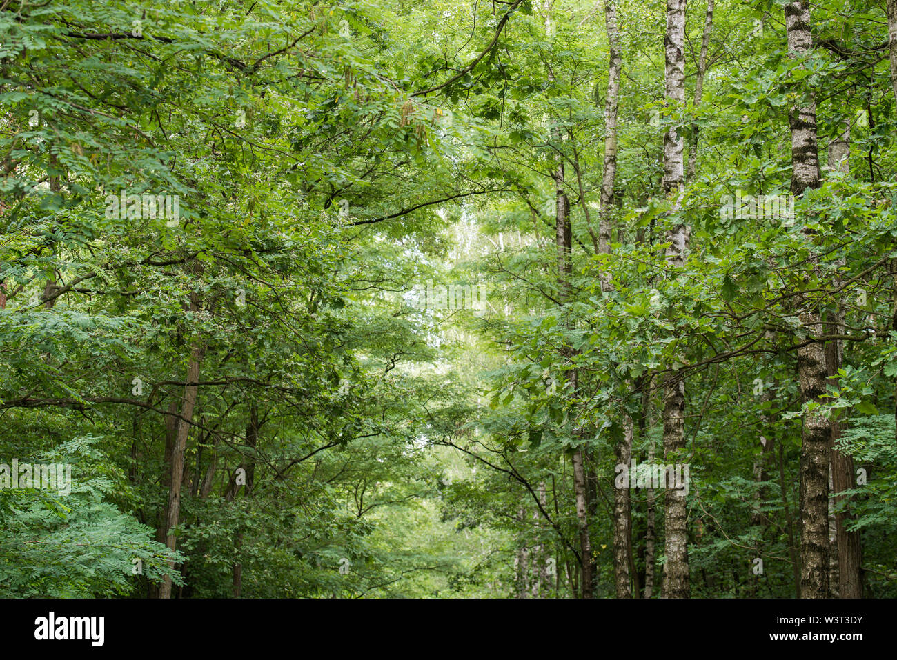 trees in summer deciduous forest Stock Photo - Alamy
