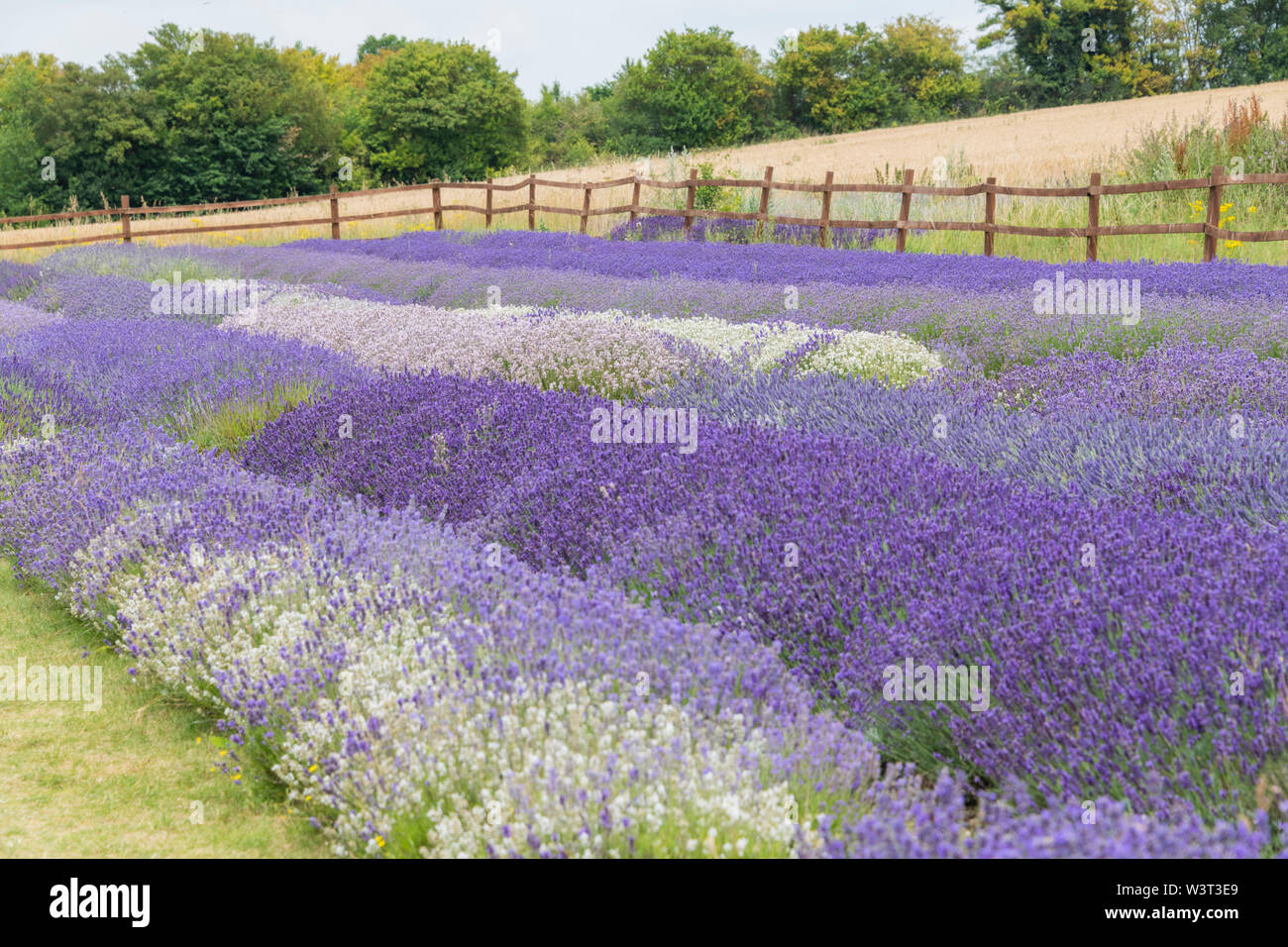 Lavender without flowers hi-res stock photography and images - Alamy