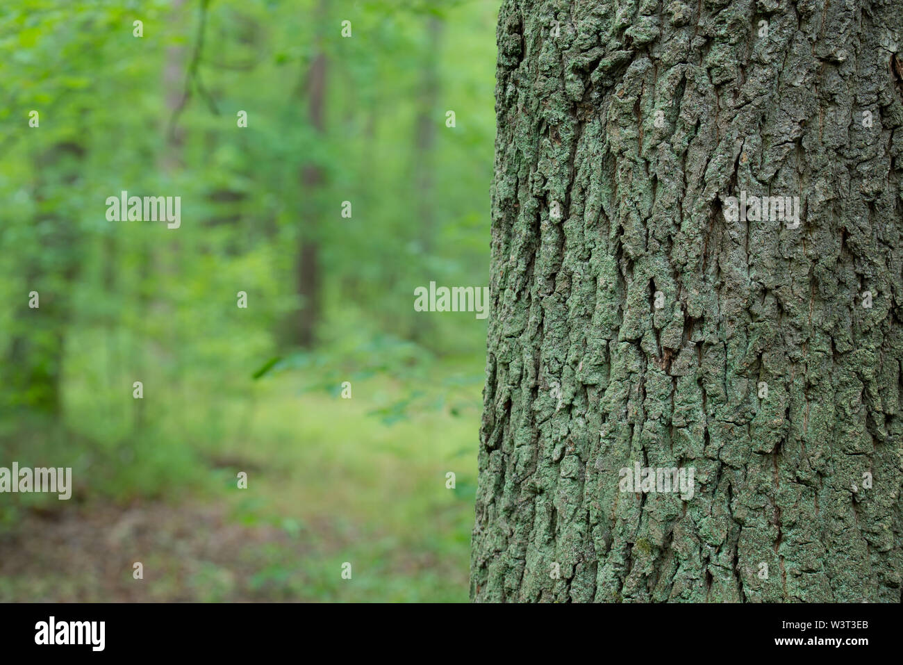 old oak tree trunk in summer forest Stock Photo - Alamy