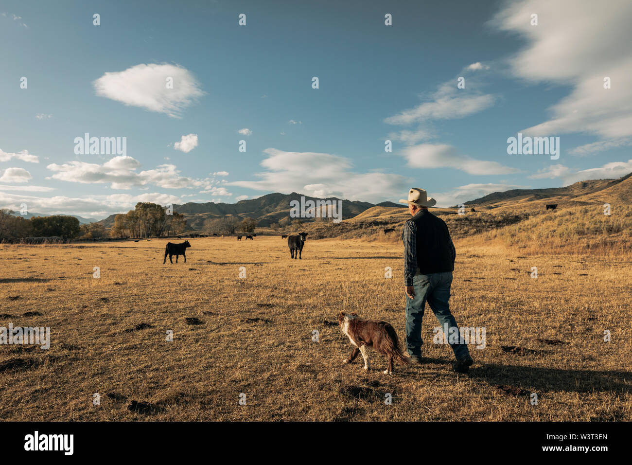 Cowboy with border collie hi-res stock photography and images - Alamy