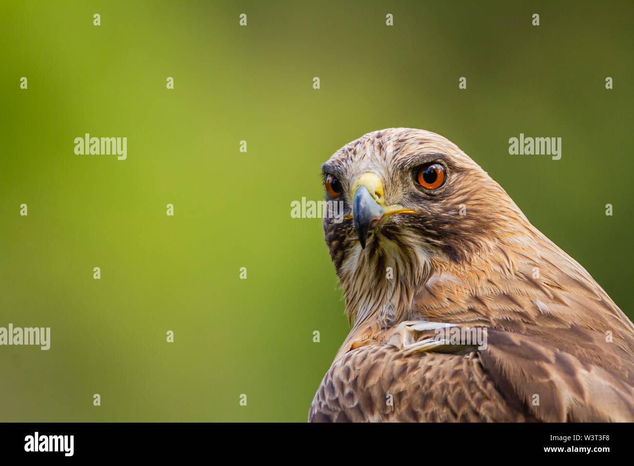 Booted eagle hi-res stock photography and images - Alamy