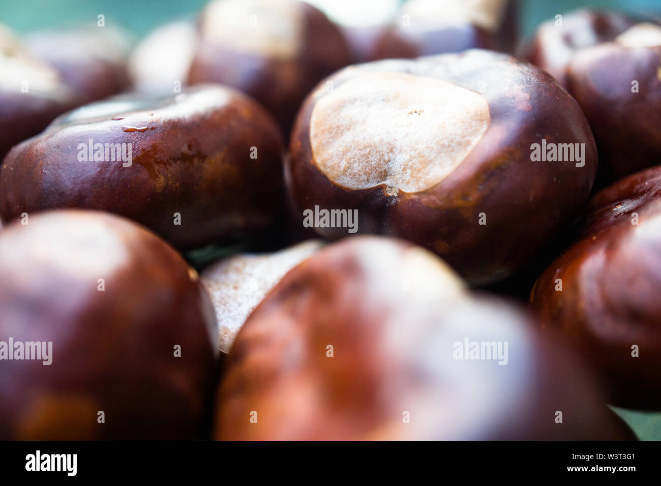 Inedible chestnut hi-res stock photography and images - Alamy