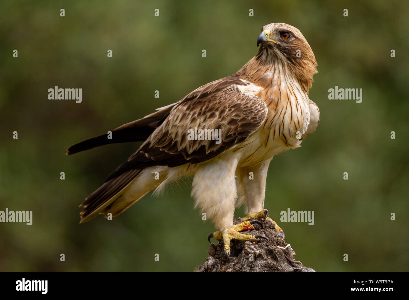 Booted Eagle Hieraaetus pennatus in the nature, Spain Stock Photo - Alamy