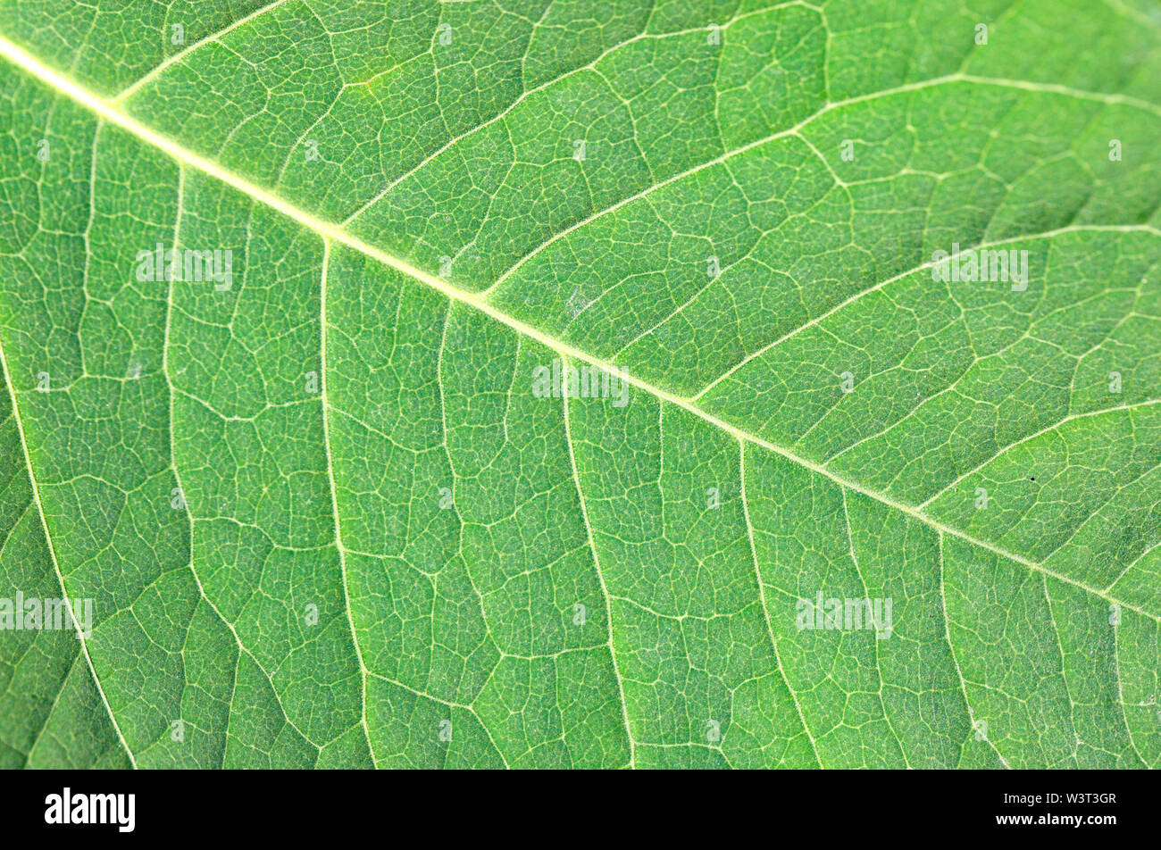Leaf structure, pattern, green background Stock Photo - Alamy