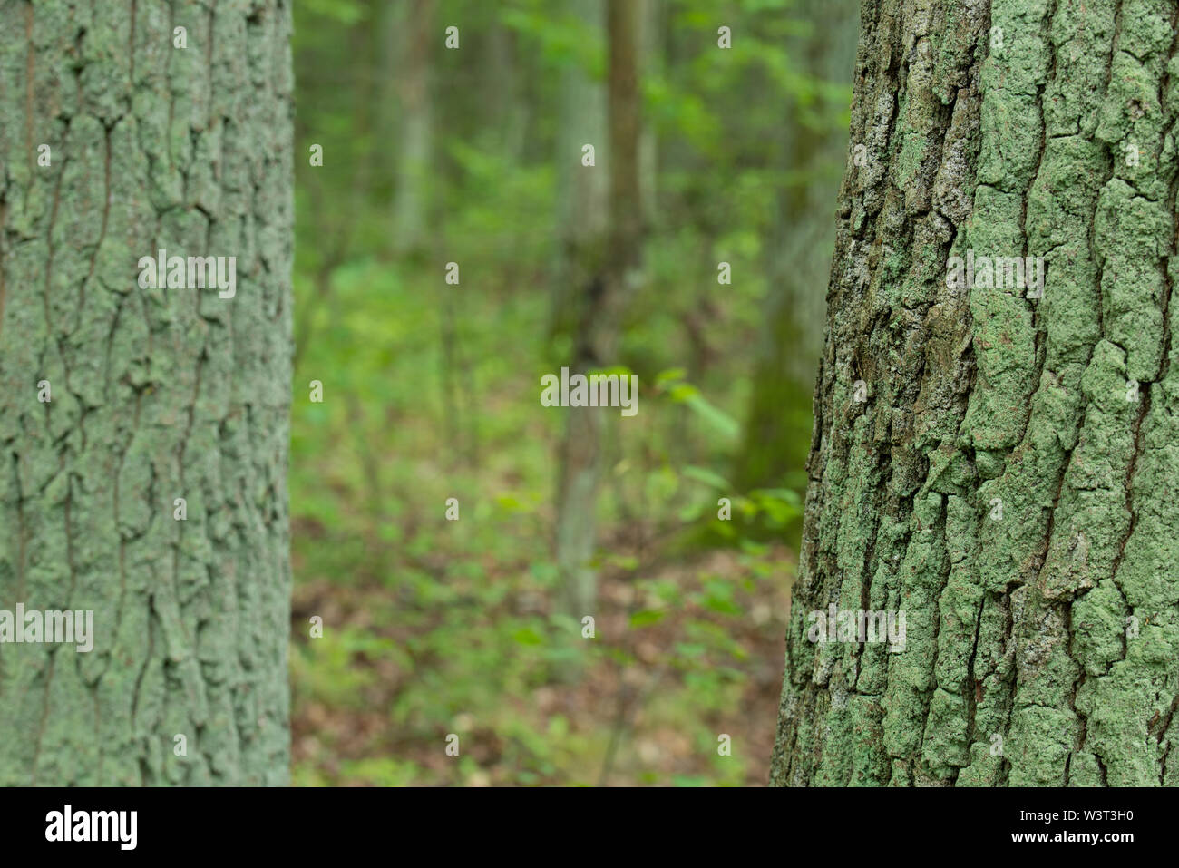 old oak tree trunk in summer forest Stock Photo - Alamy