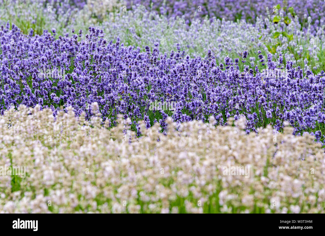 Lavender Without Flowers High Resolution Stock Photography and Images ...