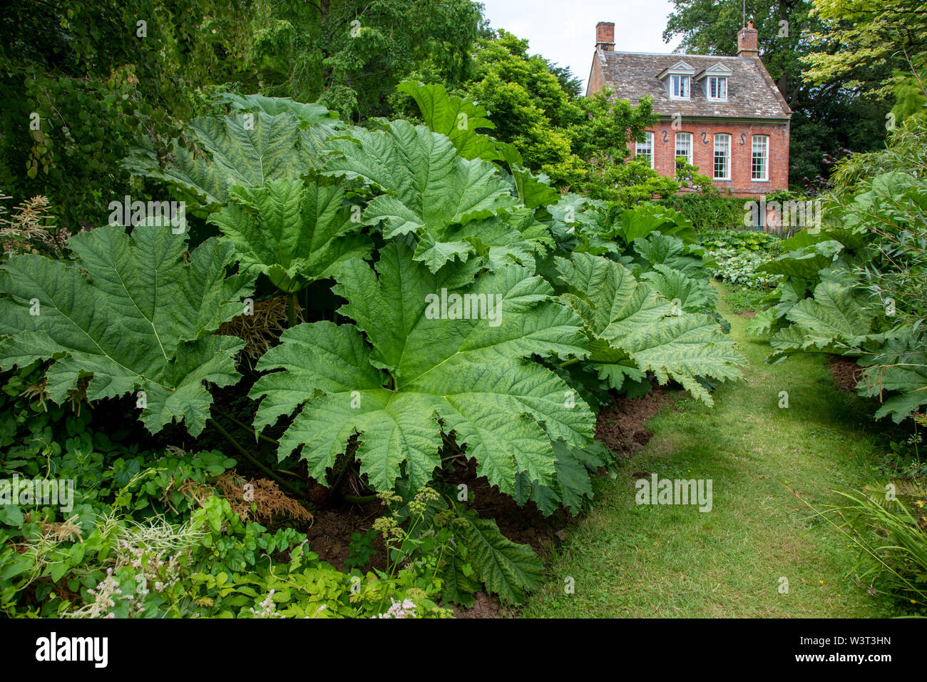 Large Gunnera Plant in Bog Cottage garden at Upton House, Banbury ...