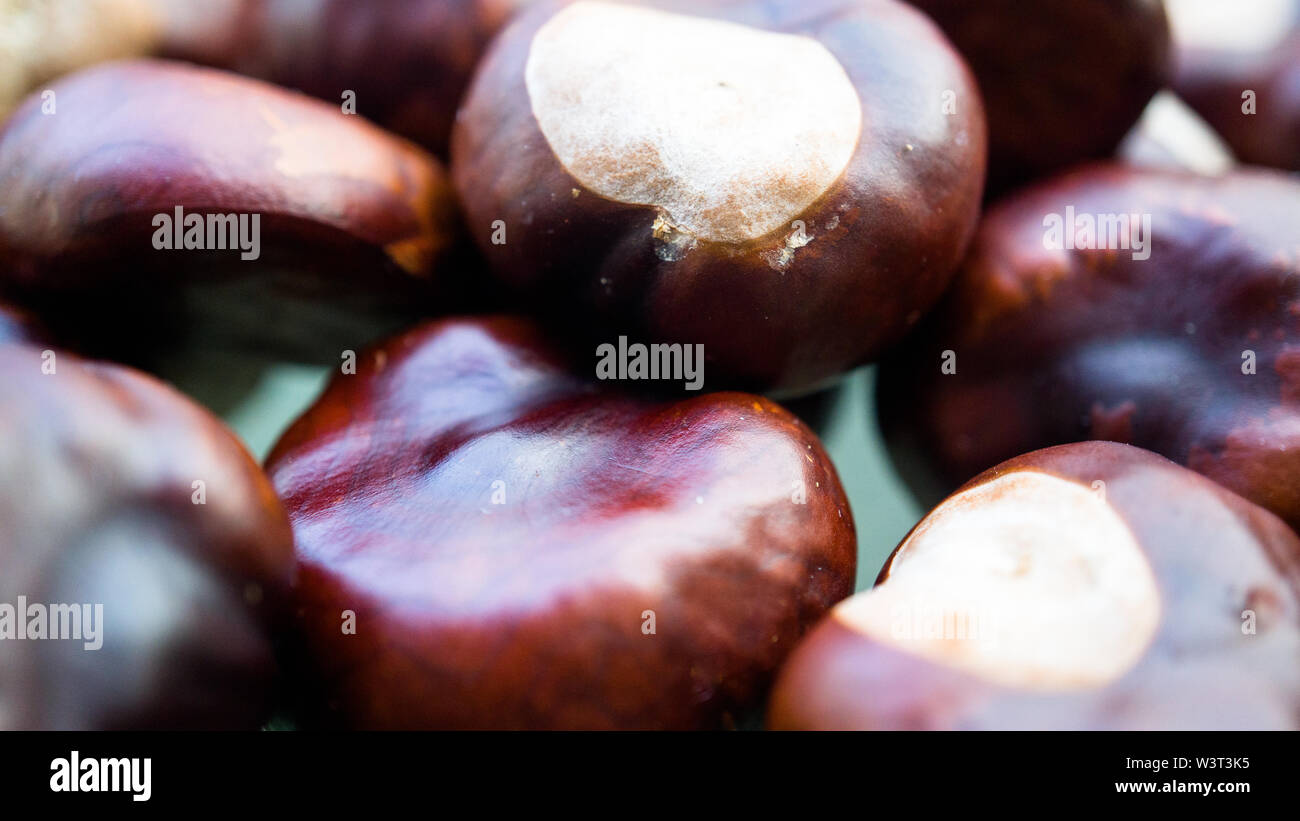 Inedible chestnut hi-res stock photography and images - Alamy