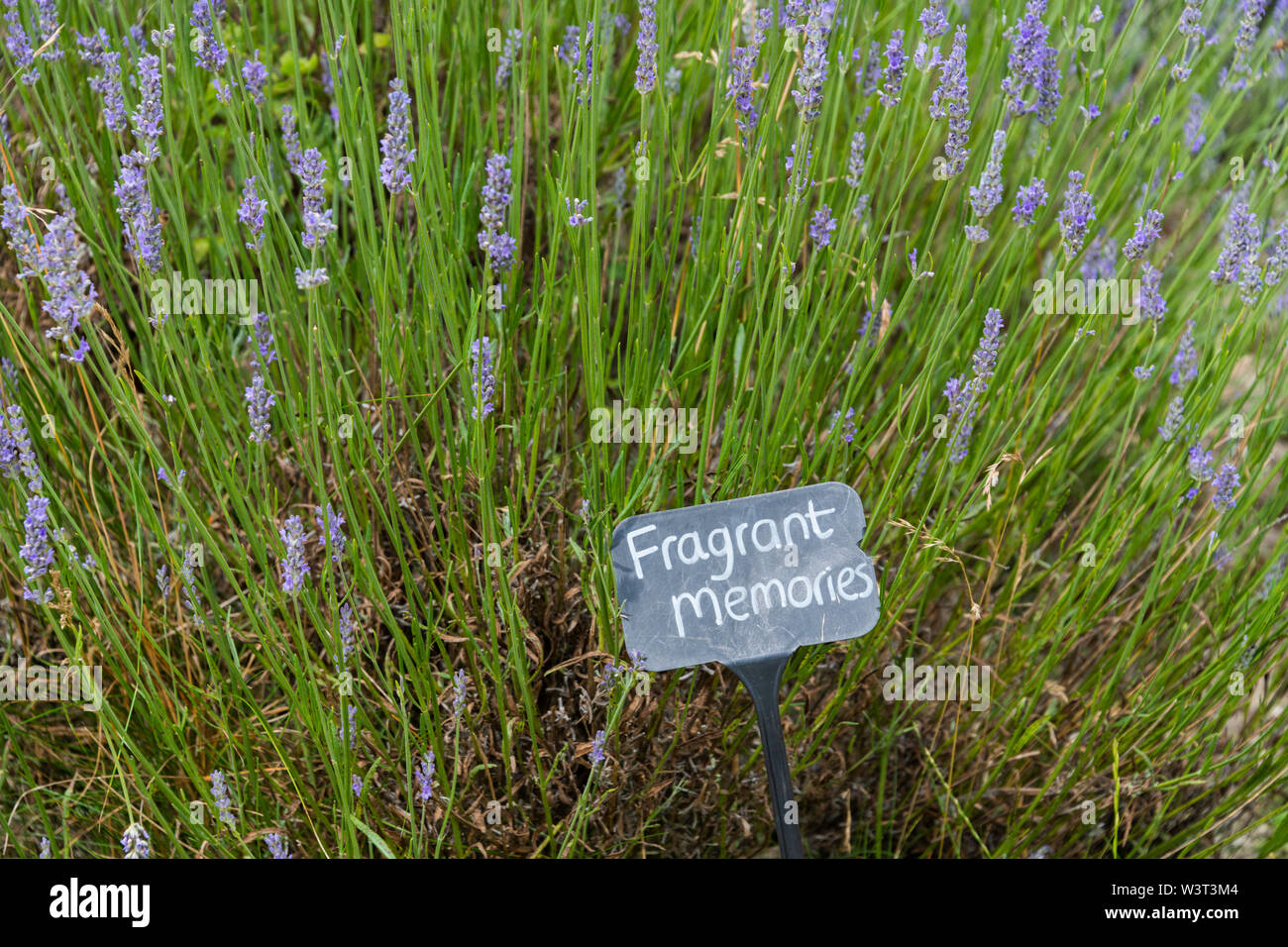 Lavender without flowers hi-res stock photography and images - Alamy