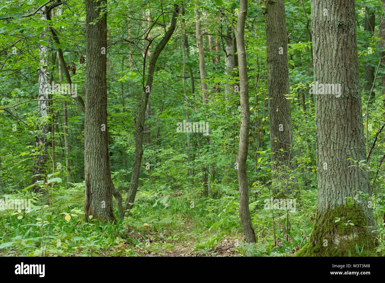 trees in summer deciduous forest Stock Photo - Alamy