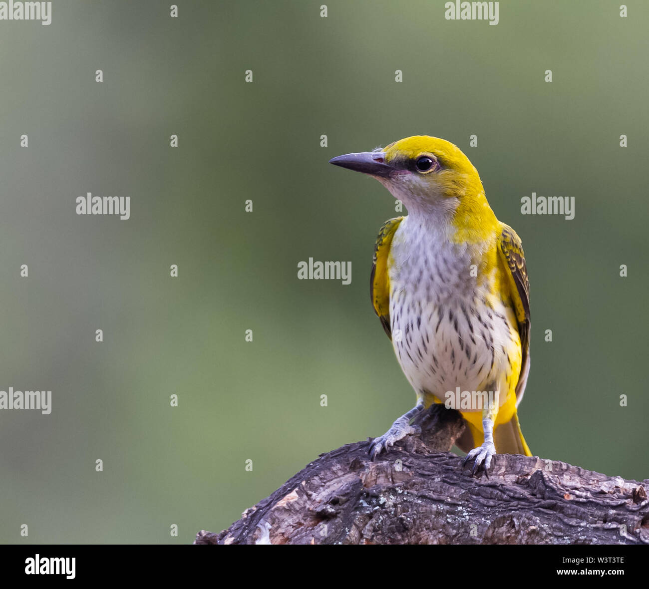 Golden Oriole female in natural habitat (Oriolus oriolus Stock Photo ...