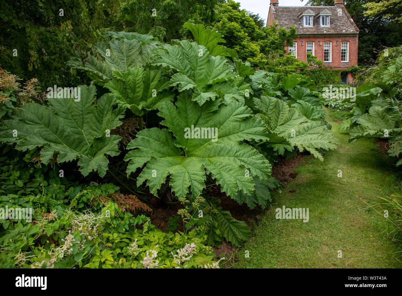 Large Gunnera Plant in Bog Cottage garden at Upton House, Banbury ...