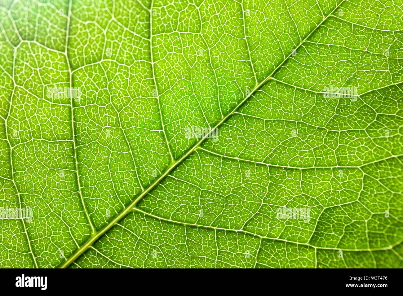 Leaf structure, pattern, green background Stock Photo - Alamy