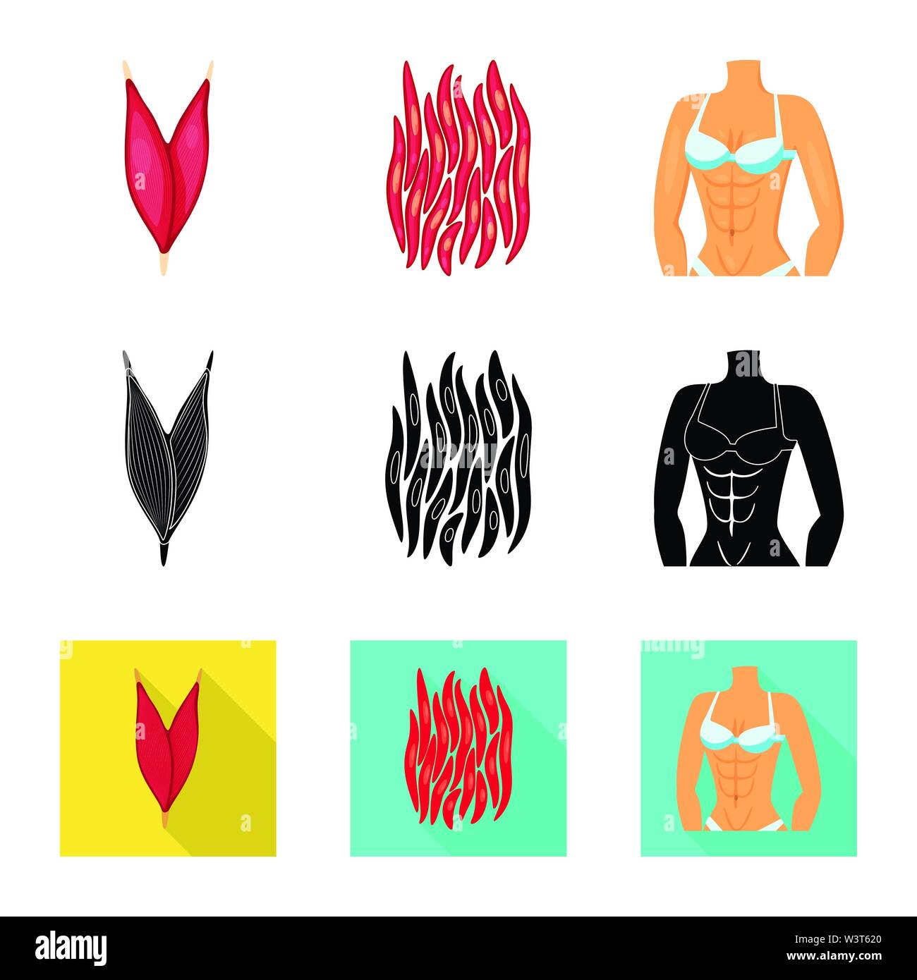 Vector design of fiber and muscular sign. Collection of fiber and body ...