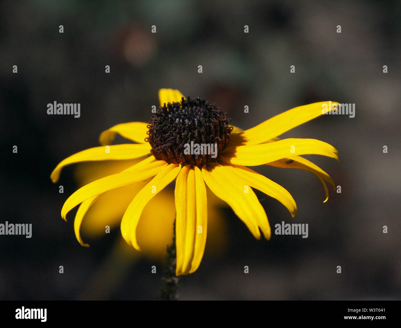 Brown eyed Susan Stock Photo - Alamy
