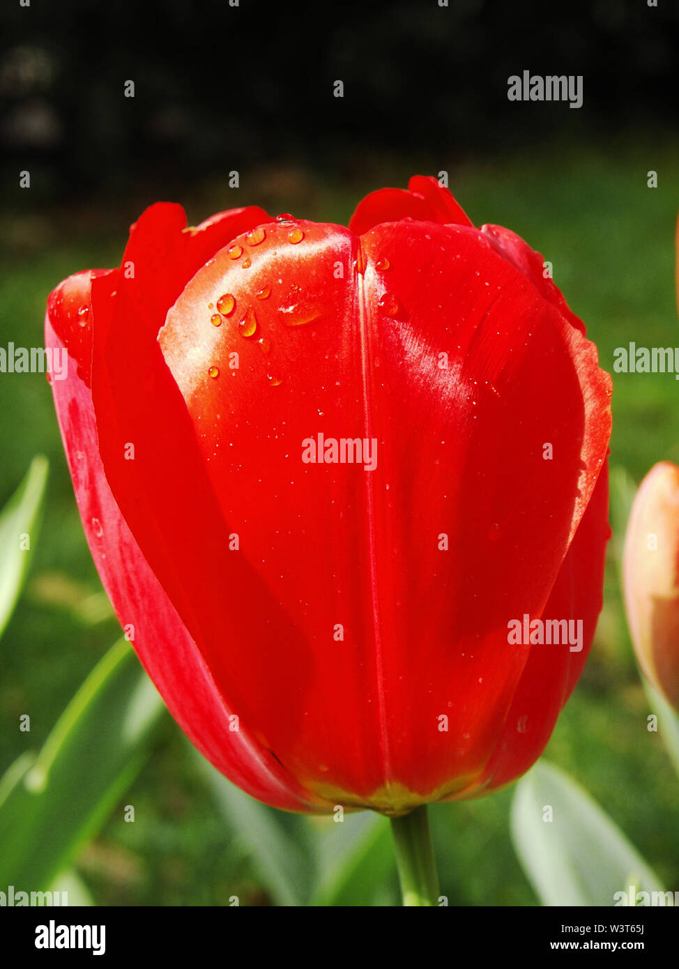 Faint red hi-res stock photography and images - Alamy