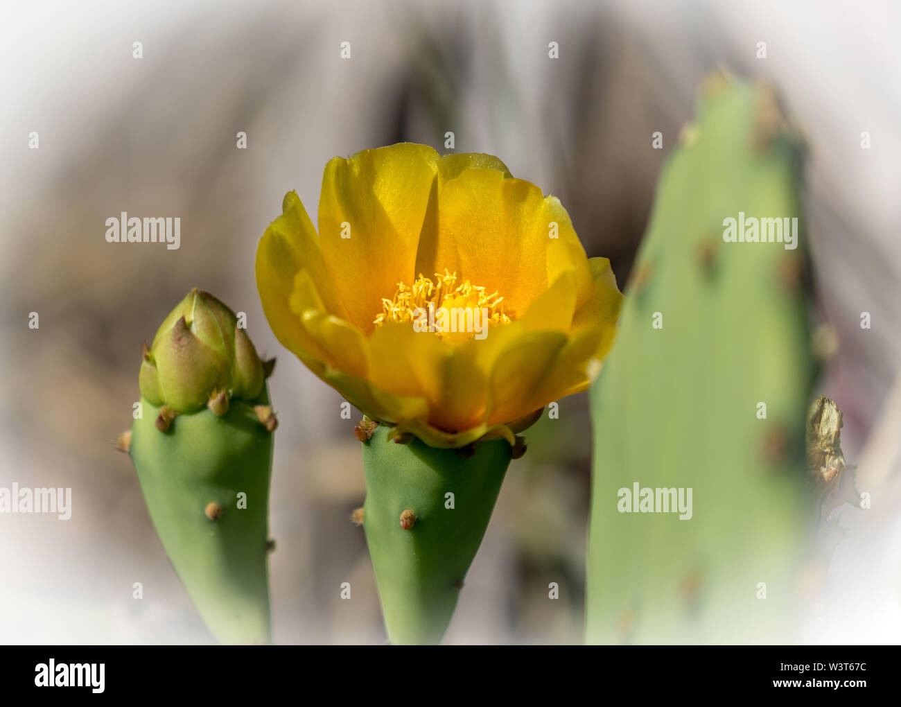 Cactus beach hi-res stock photography and images - Alamy