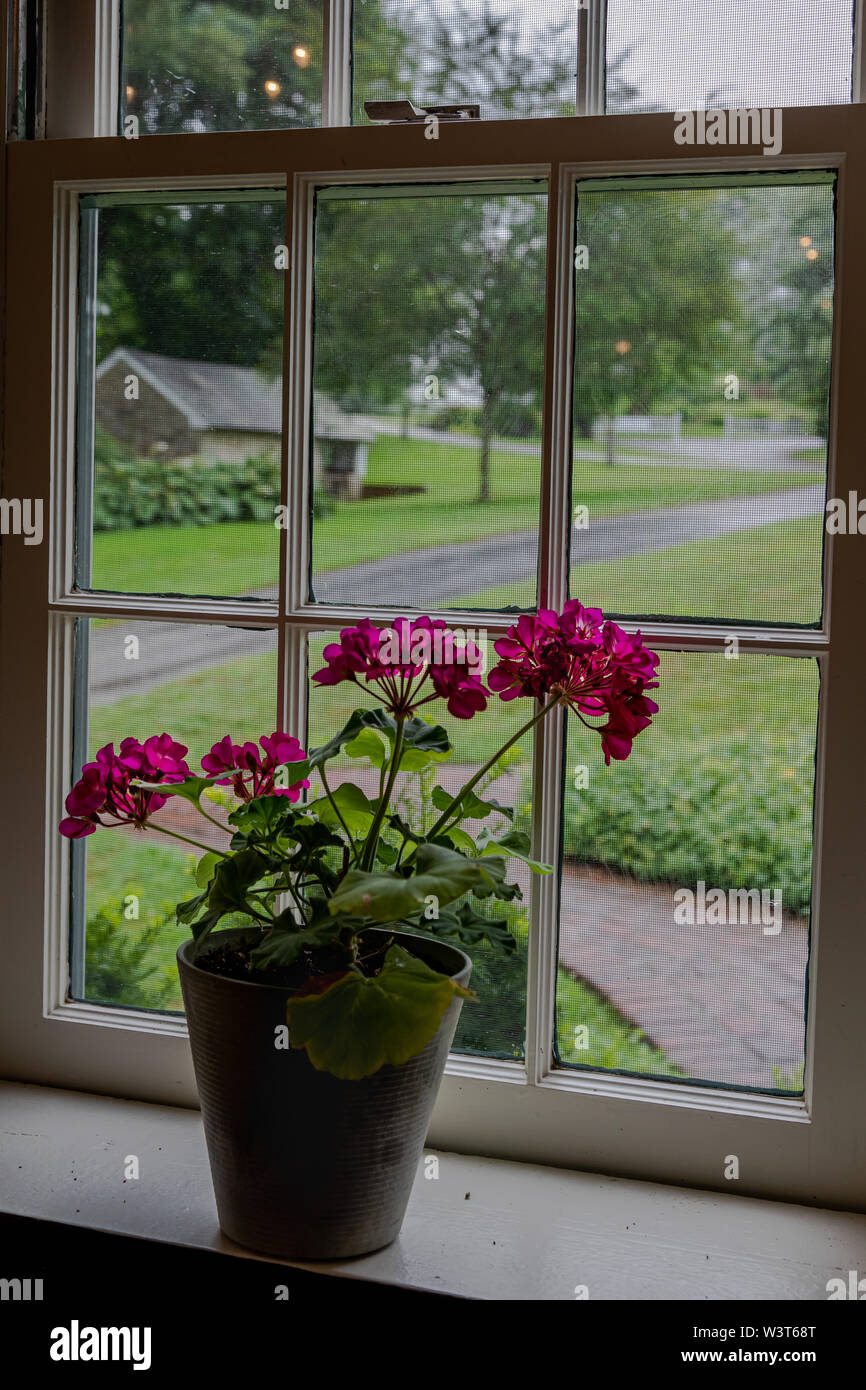 Short lived beauty hi-res stock photography and images - Alamy