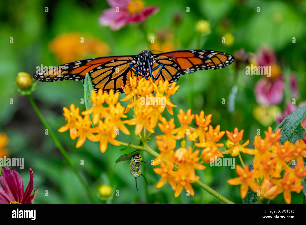 Monarch butterfly chrysalid hi-res stock photography and images - Alamy