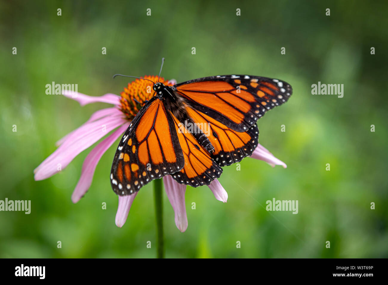 Monarch butterfly chrysalid hi-res stock photography and images - Alamy