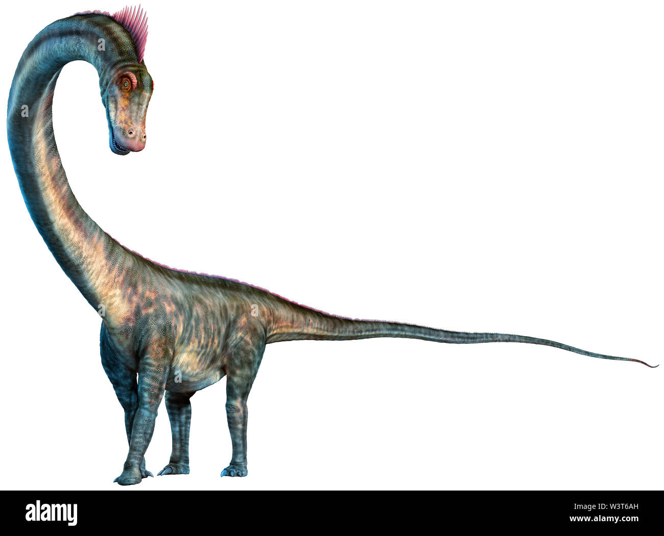 Barosaurus from the Jurassic era 3D illustration Stock Photo - Alamy