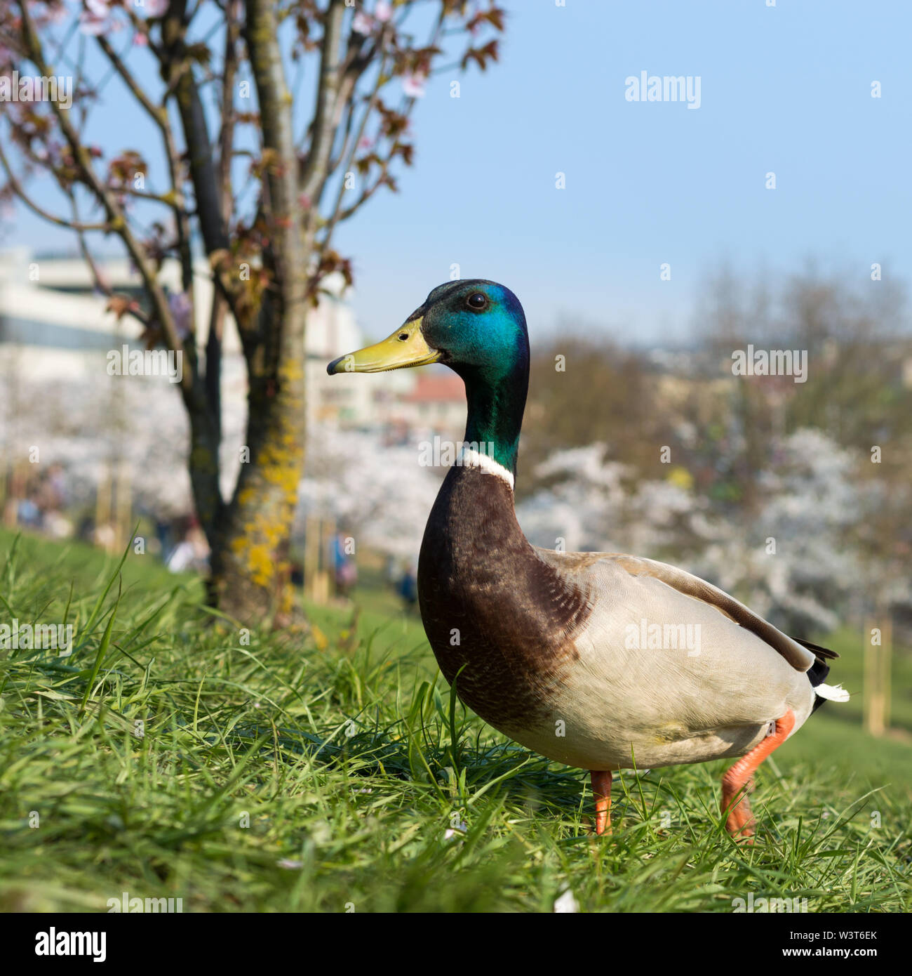 Baby walking on water concept hi-res stock photography and images - Alamy