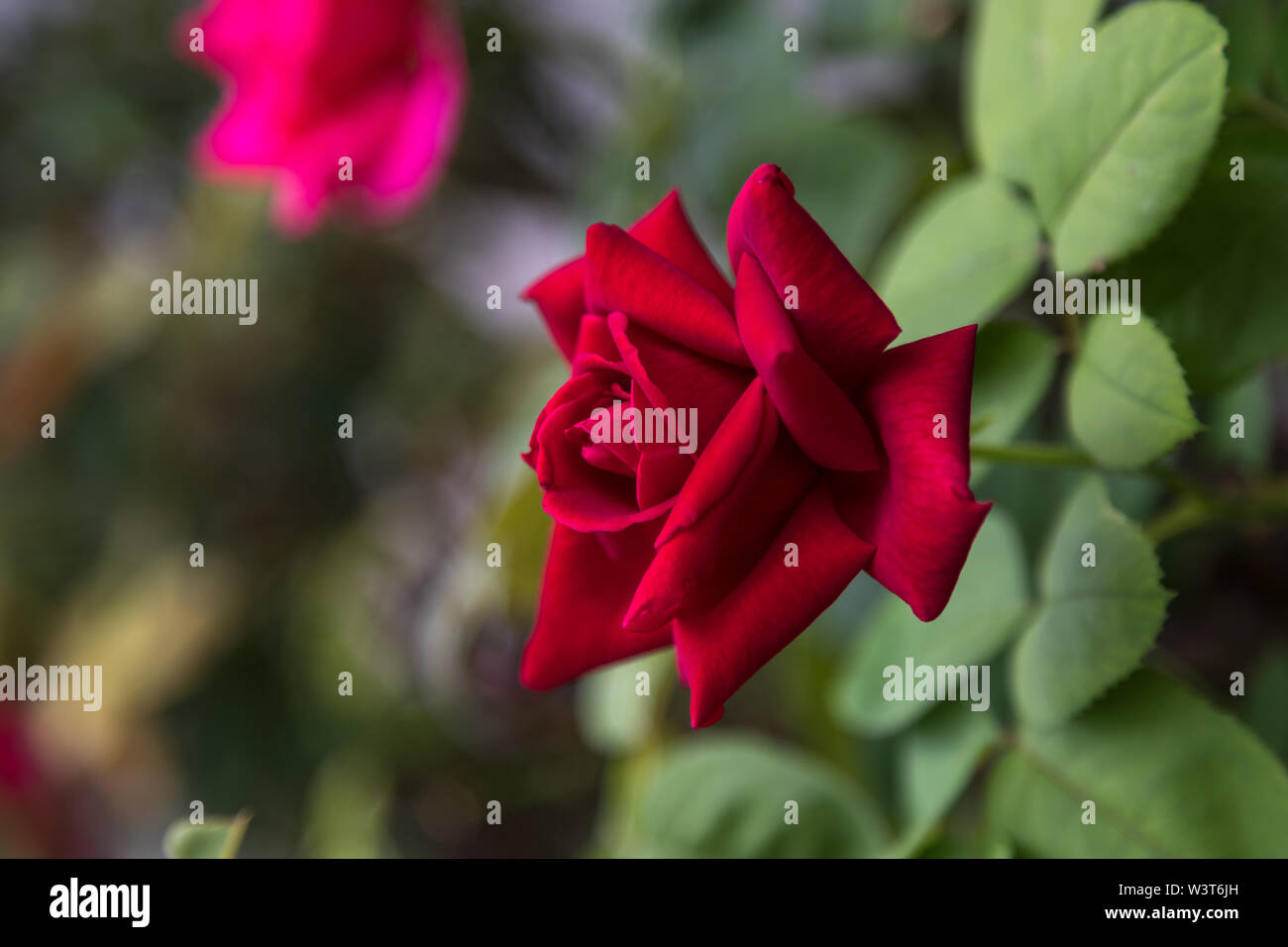A Valentine Rose Stock Photo - Alamy