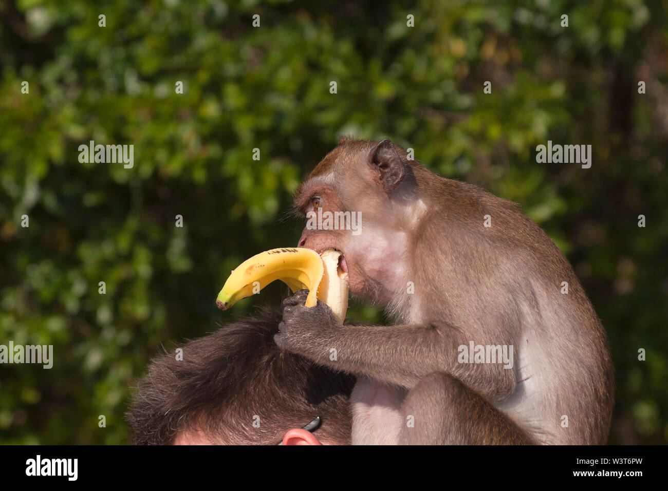 Crab-eating macaque (Macaca fascicularis), also known as the long ...