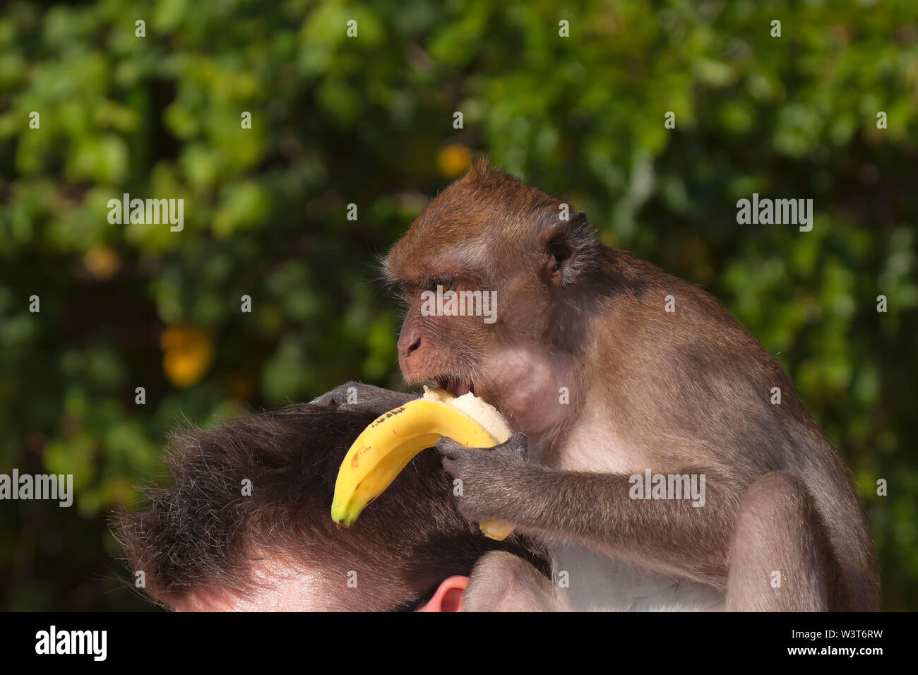 Angry monkey long tailed macaque macaca hi-res stock photography and ...