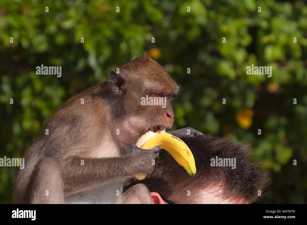 Crab-eating macaque (Macaca fascicularis), also known as the long ...