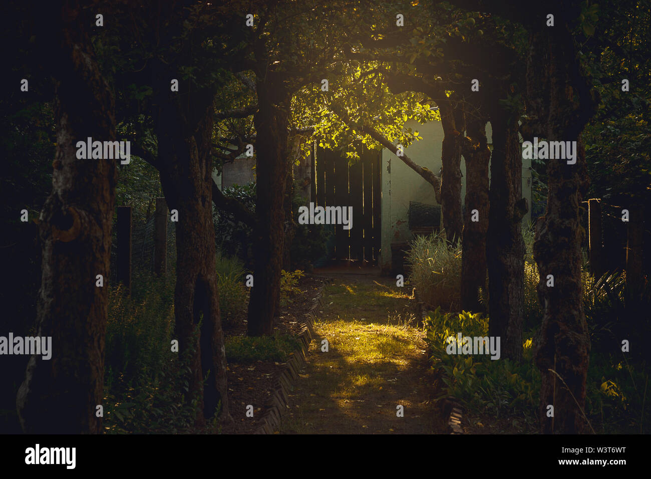 Secret garden with trees and sunlight Stock Photo - Alamy