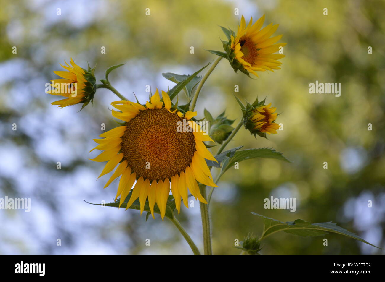 Yellow multi-head sunflower with bees Stock Photo - Alamy