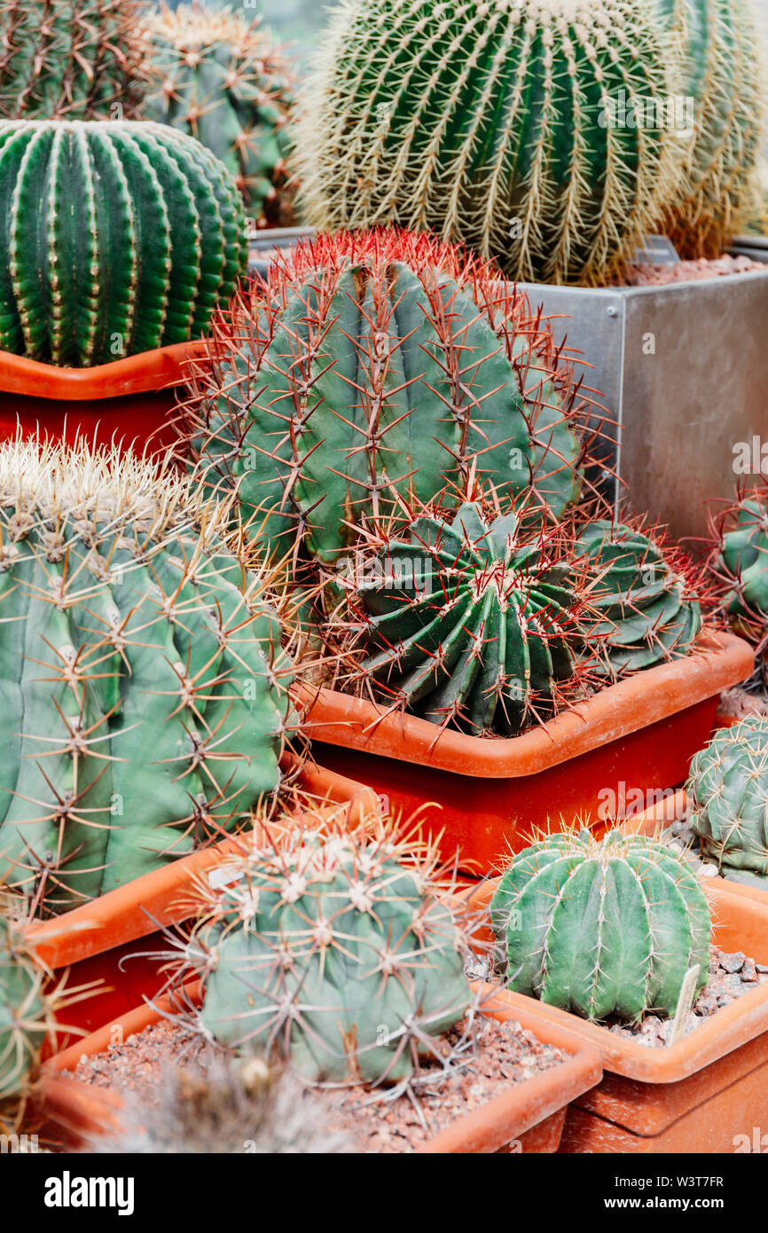 Different kinds of cacti in a greenhouse Stock Photo - Alamy