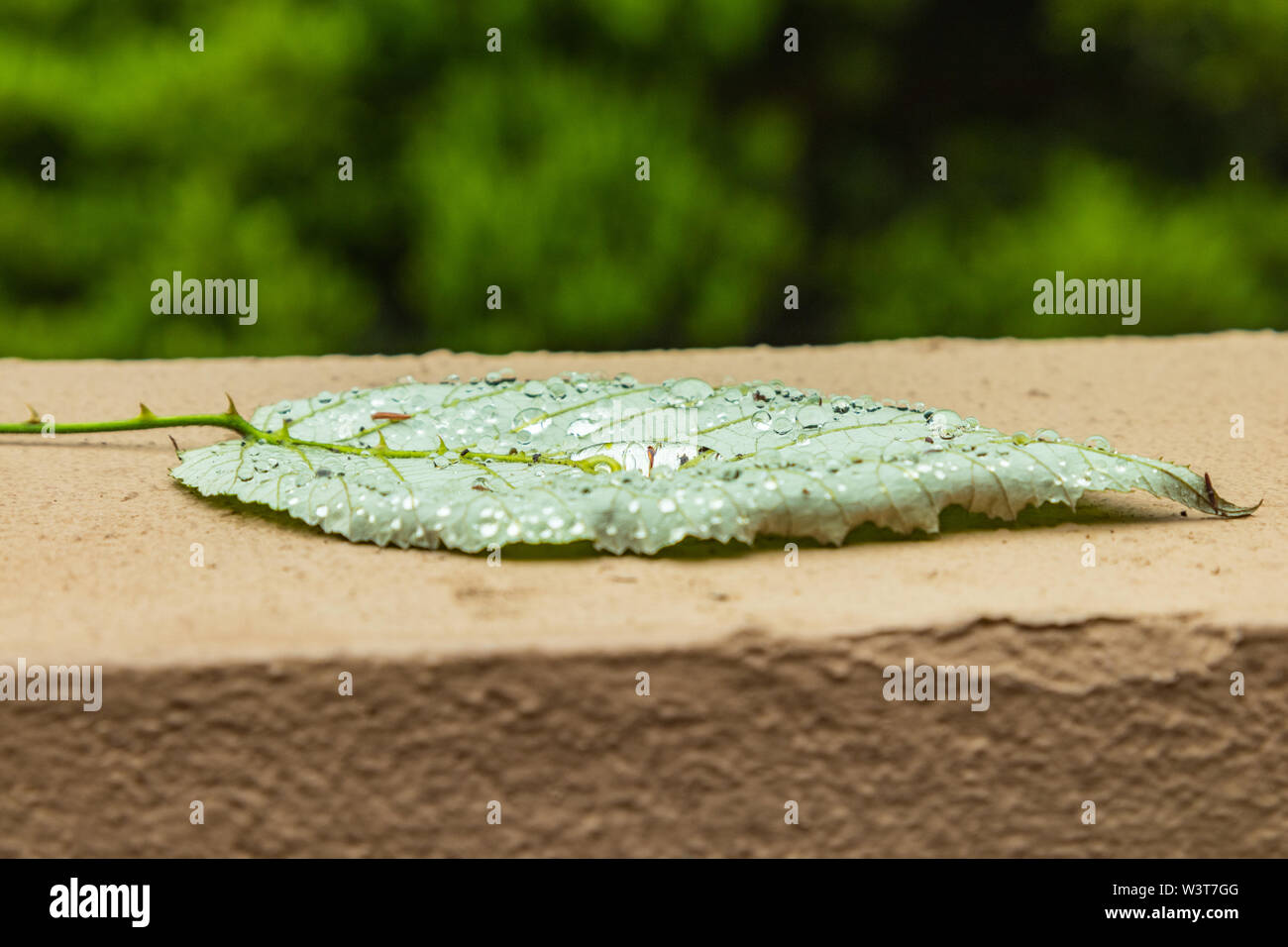 Parapet trail hi-res stock photography and images - Alamy