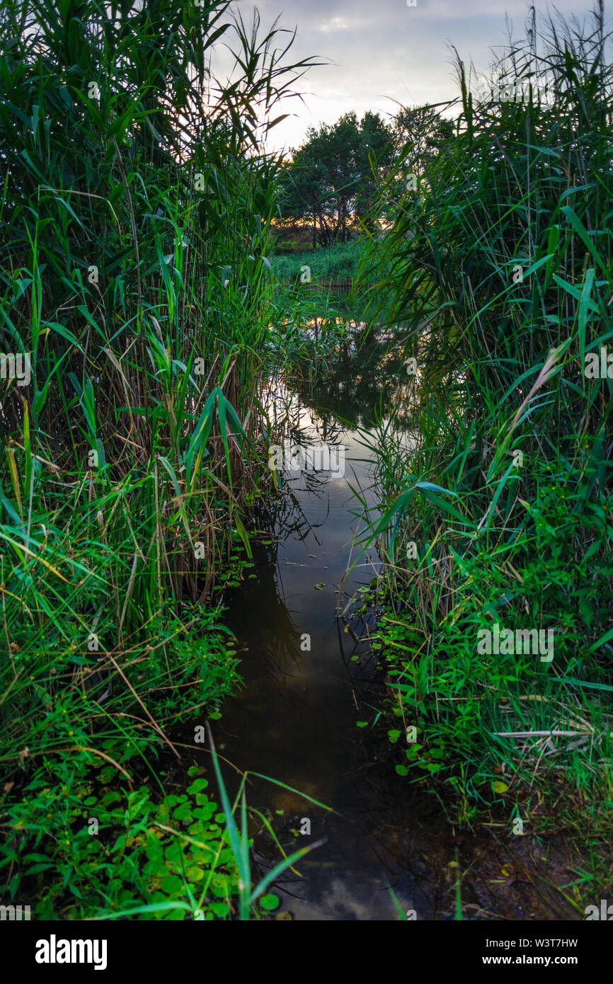 Wonderful evening on the northern lake Stock Photo - Alamy