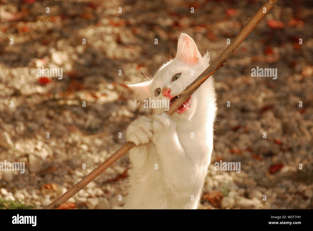 A 12 week old playful kitten biting on a twig in the dappled autumn ...