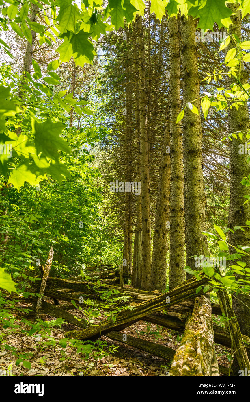 Outdoors summer scene with forest, green trees on a sunny summer day ...
