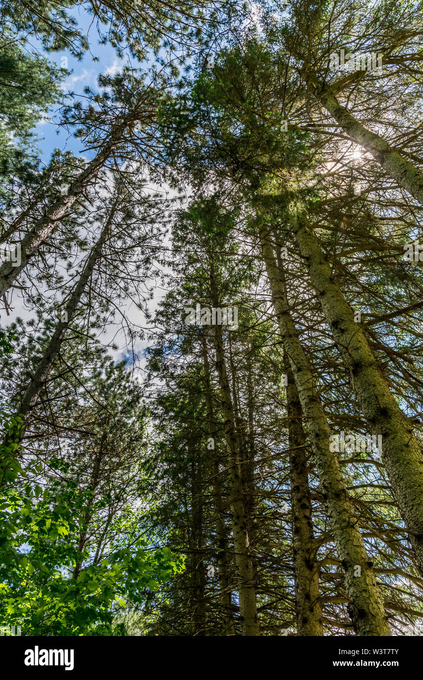 Sunny canopy hi-res stock photography and images - Alamy