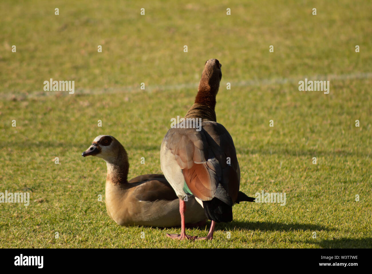 Rugby field hi-res stock photography and images - Alamy