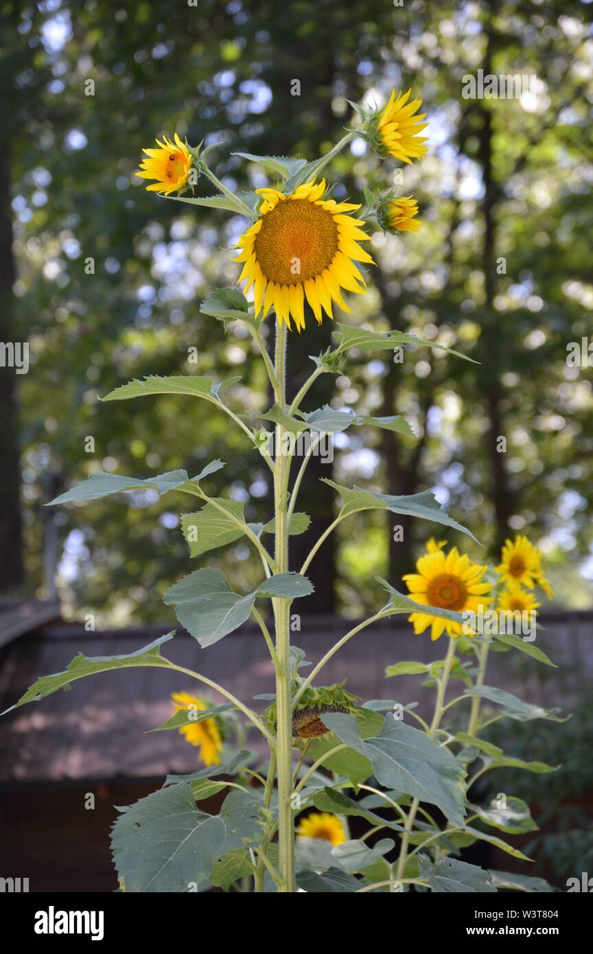 Yellow multi-head sunflowers Stock Photo - Alamy