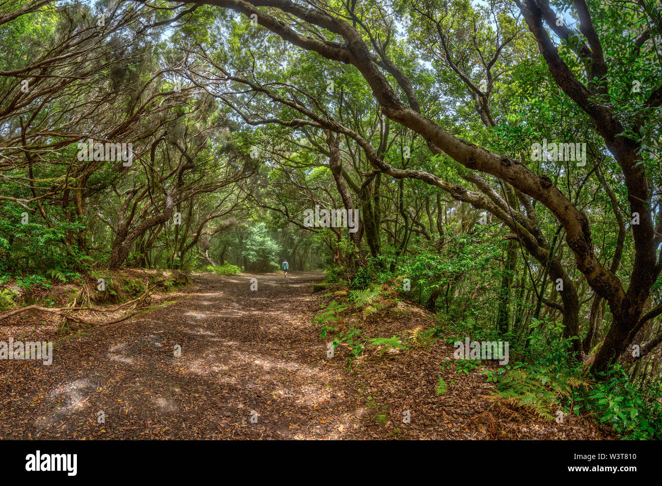 A young traveler in the relic forest. Anaga mountain range on the ...