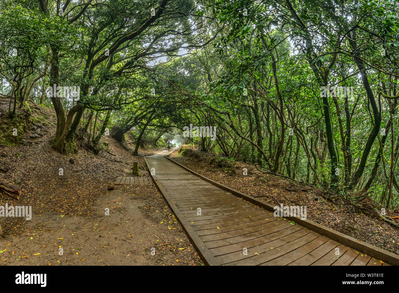 A young traveler in the relic forest. Anaga mountain range on the ...